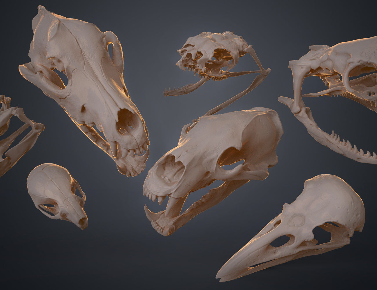 Realistic Skull Collection STL | 3D Printable Prop | 3Demon