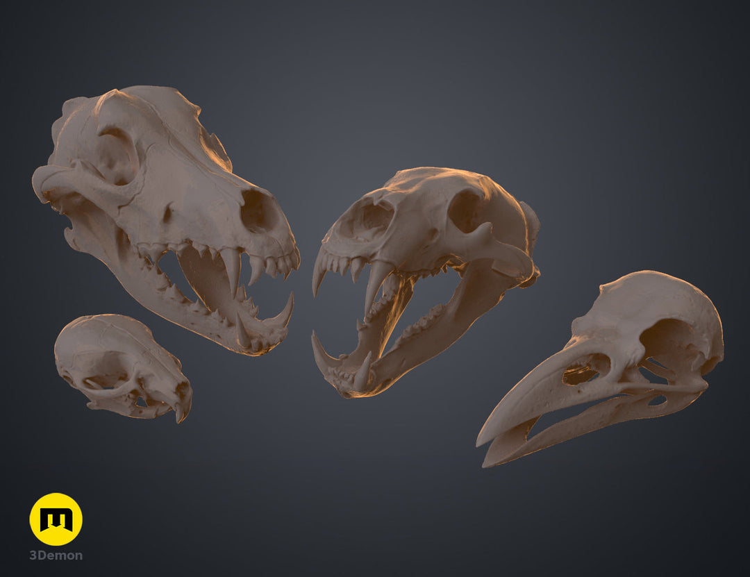 Realistic Skull Collection STL | 3D Printable Prop | 3Demon